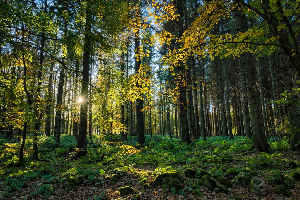 The best things to do with family in New Forest & Bournemouth